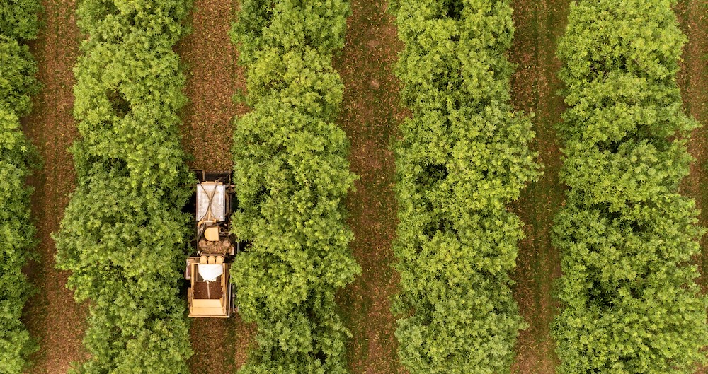 2025 Australian macadamia crop finalised following challenging season ...