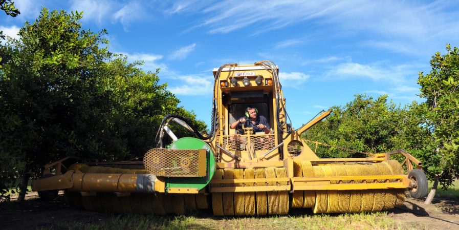 Macadamia growing and supply: your top questions answered - Australian ...