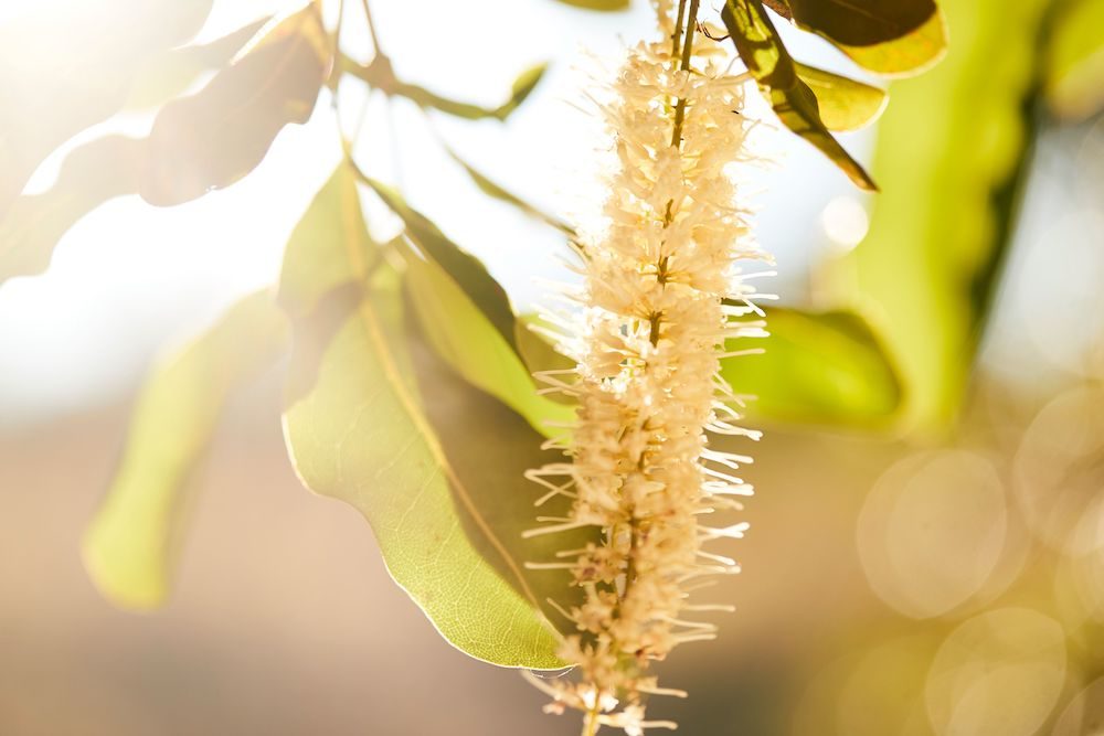 Macadamia growing and supply: your top questions answered - Australian ...