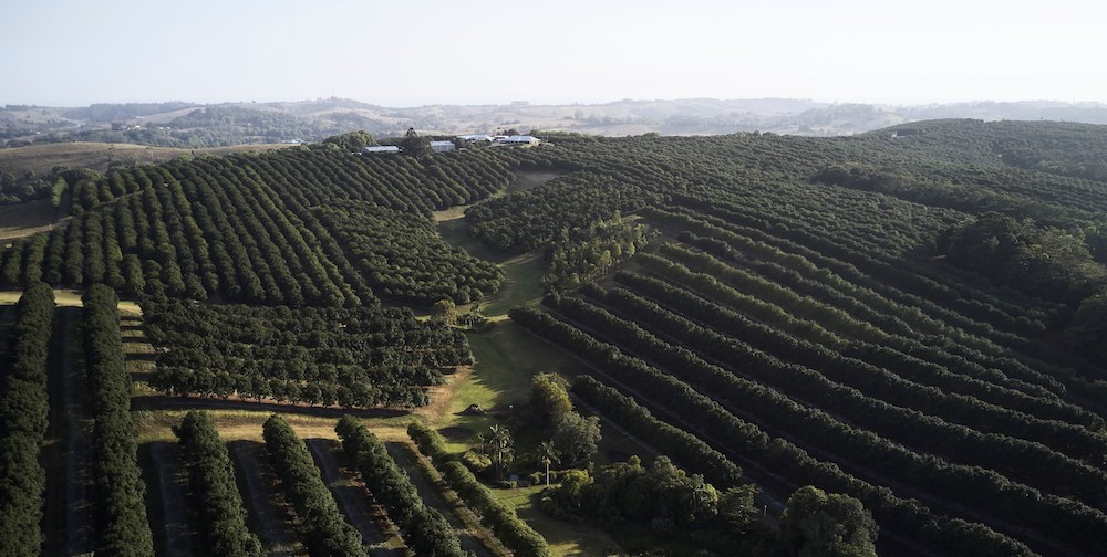 Australian macadamia crop modelling predicts increased 2021 crop ...