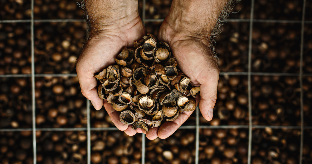 Inside the new farm to fork macadamia visitor experience - Australian ...