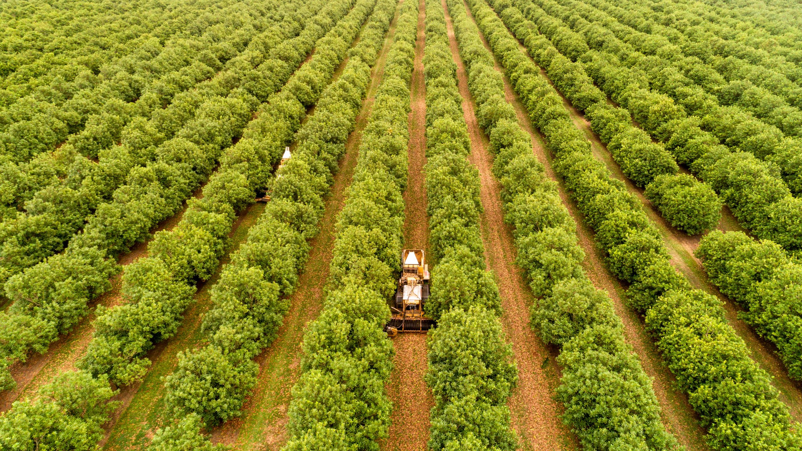 Carbon - Australian Macadamias
