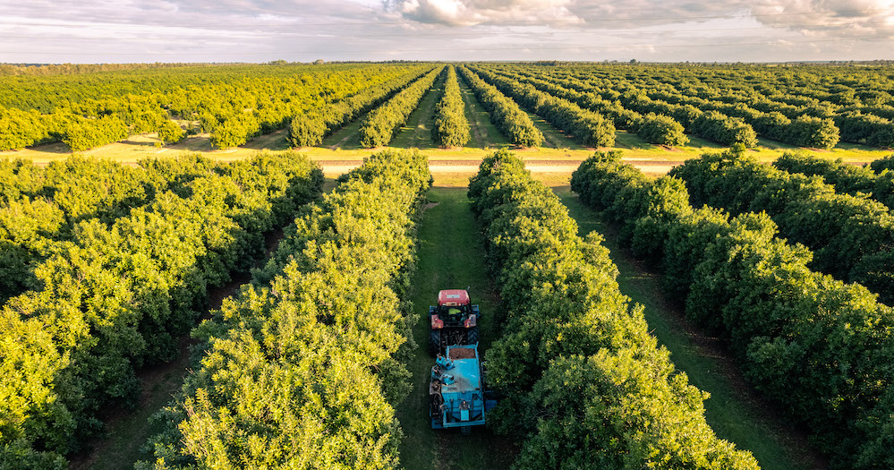Australian macadamia crop forecast revised - Australian Macadamias