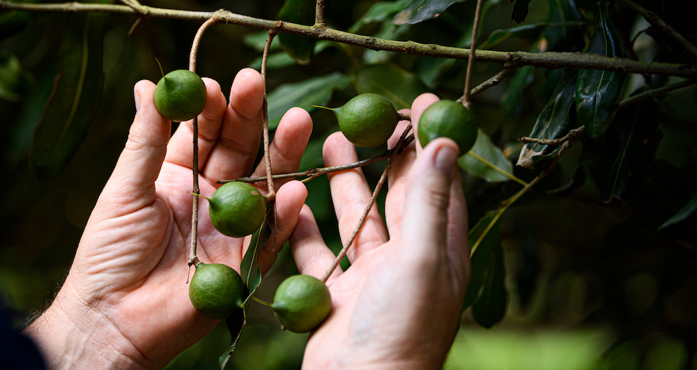 Rethinking waste: how macadamia shells could help reduce carbon ...
