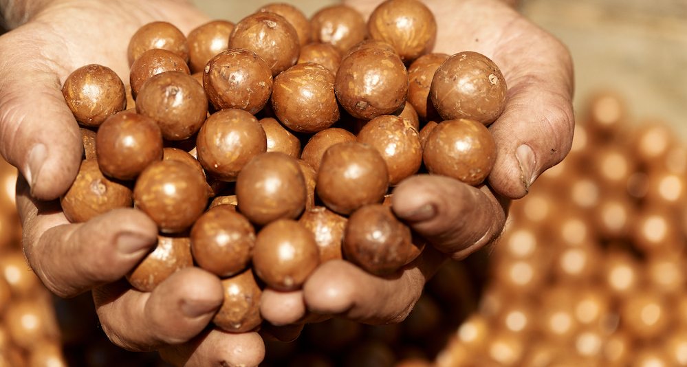 Rethinking waste: how macadamia shells could help reduce carbon ...