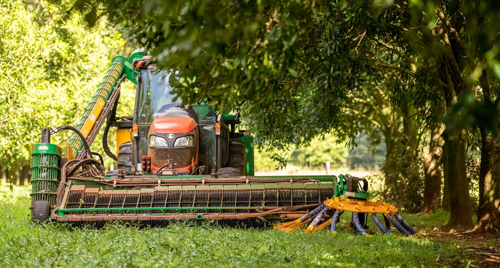 Outlook positive for 2024 Australian macadamia crop - Australian Macadamias