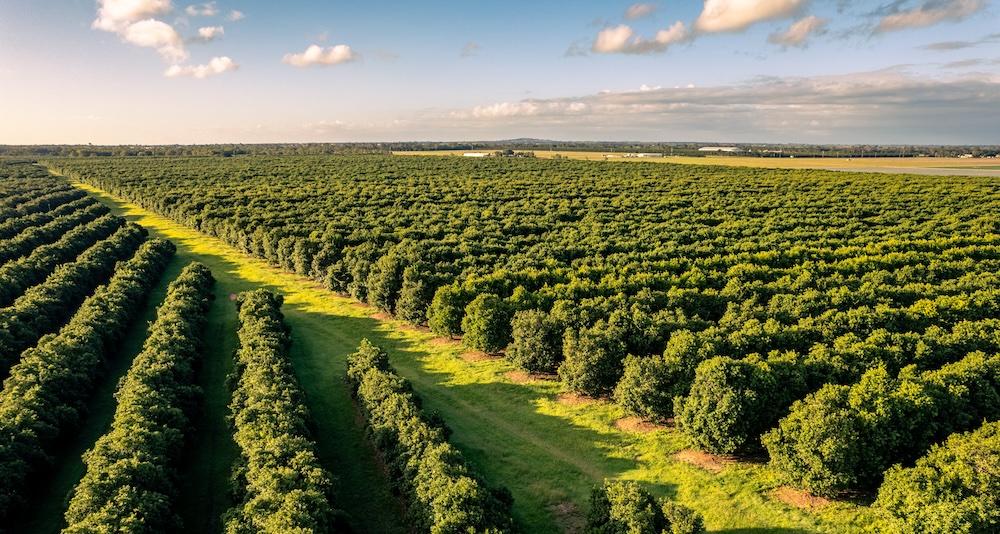 2024 Australian macadamia crop forecast revised amid weather challenges ...
