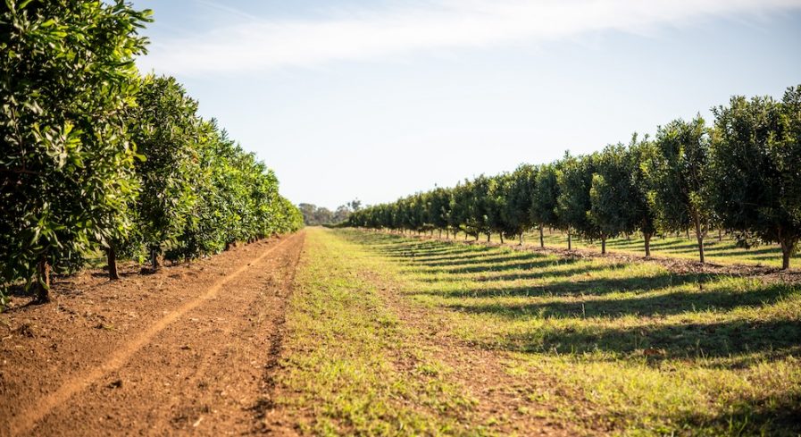 5 surprising facts about Australia’s 2 main macadamia growing regions ...