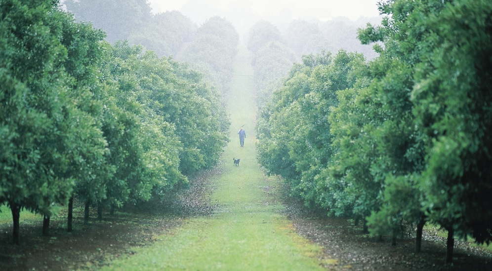 5 surprising facts about Australia’s 2 main macadamia growing regions ...