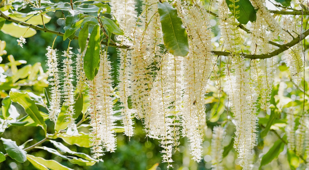 5 surprising facts about Australia’s 2 main macadamia growing regions ...