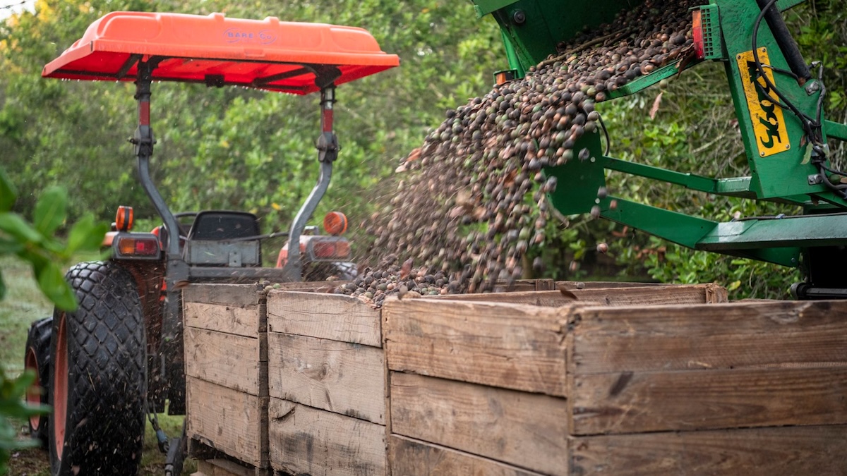 Weather and orchard conditions drive major crop revision - Australian ...