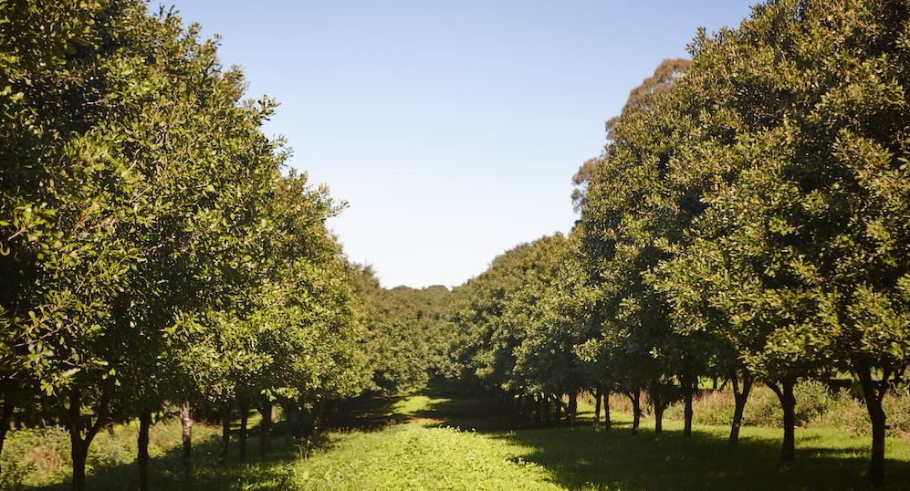 Cautious optimism for 2026 Australian macadamia crop - Australian ...